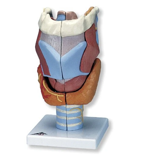 Larynx Model Labeled