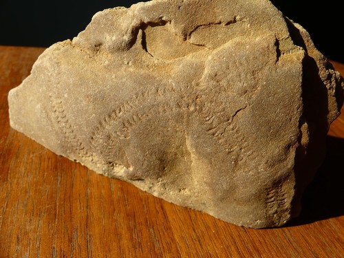 Ichnofossil Trilobite Multi Track Display Cut Example 241204 | eBay