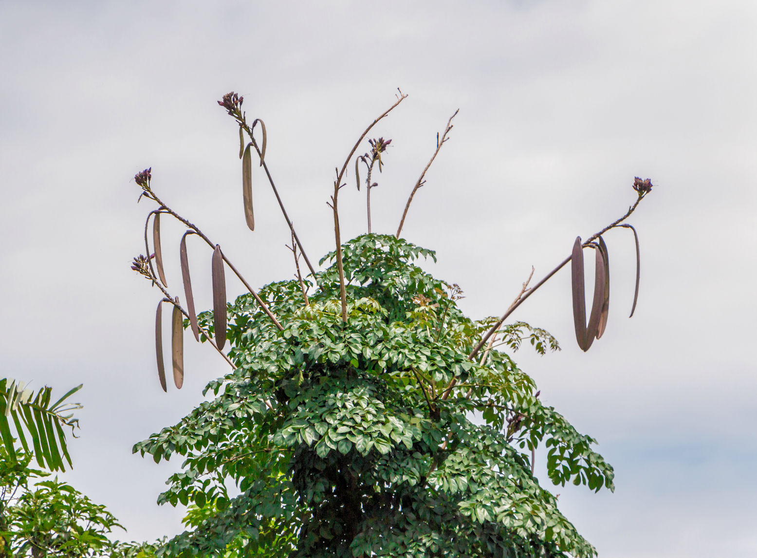 Tropical Seeds -Broken Bones Tree - 20 Seeds Oroxylum indicum | eBay