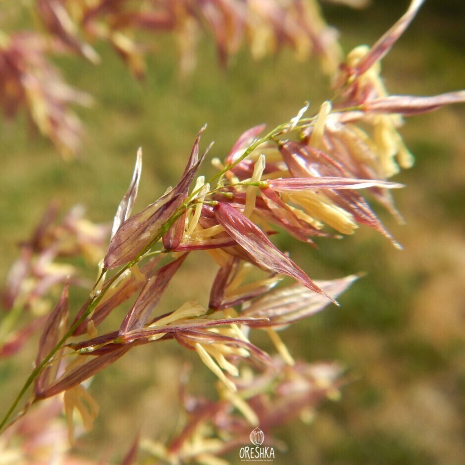 Wild black rice 200 PCS fresh seeds, Zizania aquatica, wild rice seeds ...