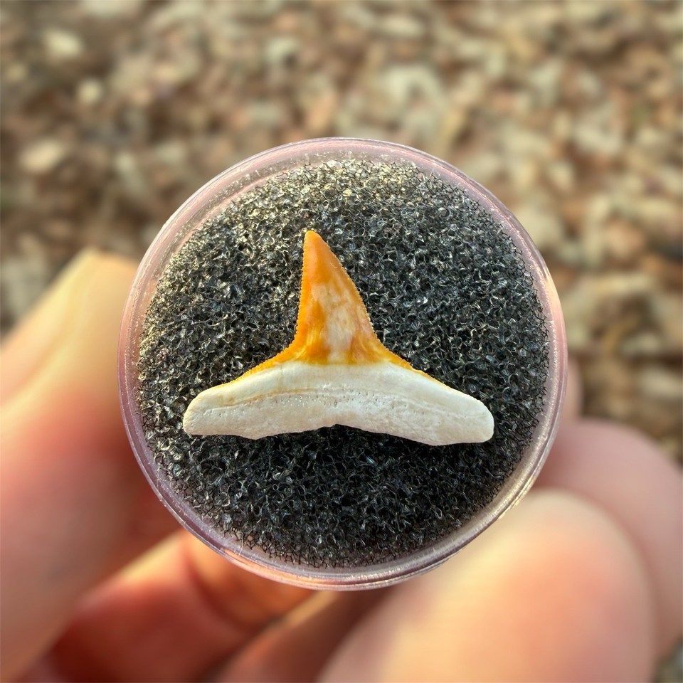 Museum Quality 0.64” Vibrant Orange Bone Valley Bull Shark Tooth Fossil ...