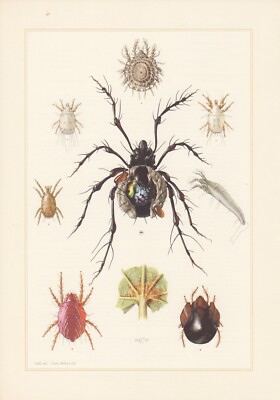 Rouge Araignée Panonychus Ulmi Impression Couleur De 1959 Mehlmilbe ...