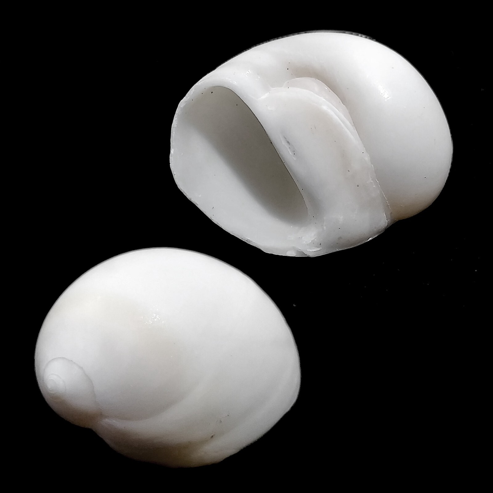 10x White Nautica Moon Shell Craft Seashells 2-3cm | eBay UK