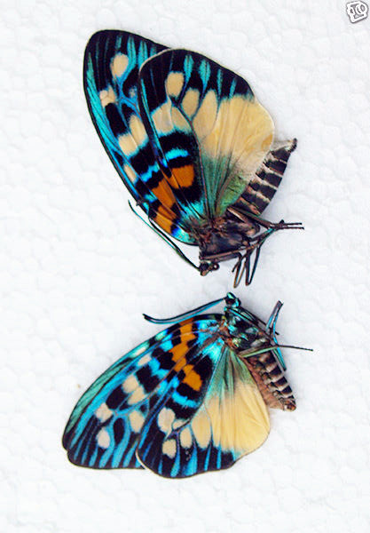 Day Moth - Moth - Erasmia pulchera chinensis (Pair), Chiangmai, North ...