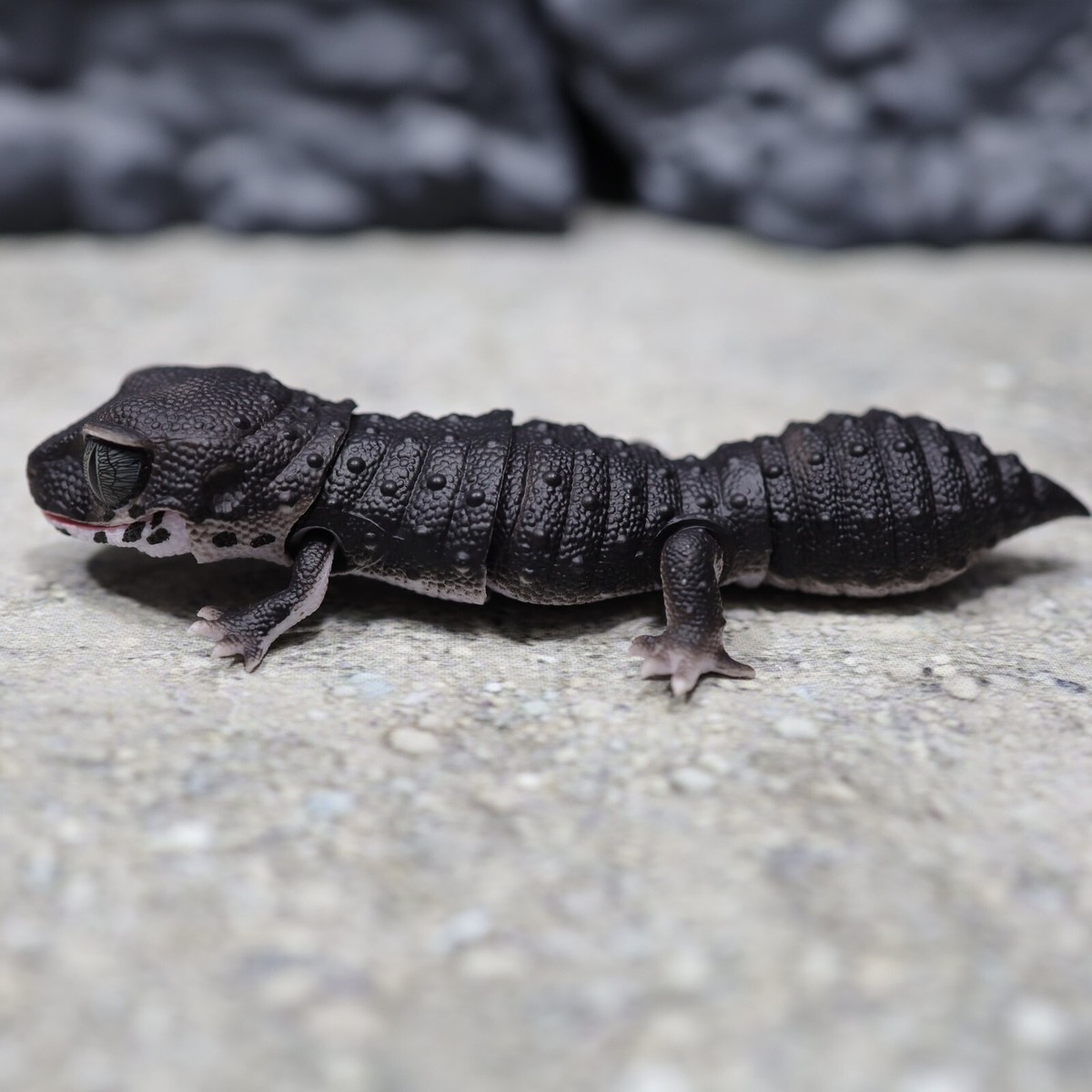 Black Velvet Leopard Gecko