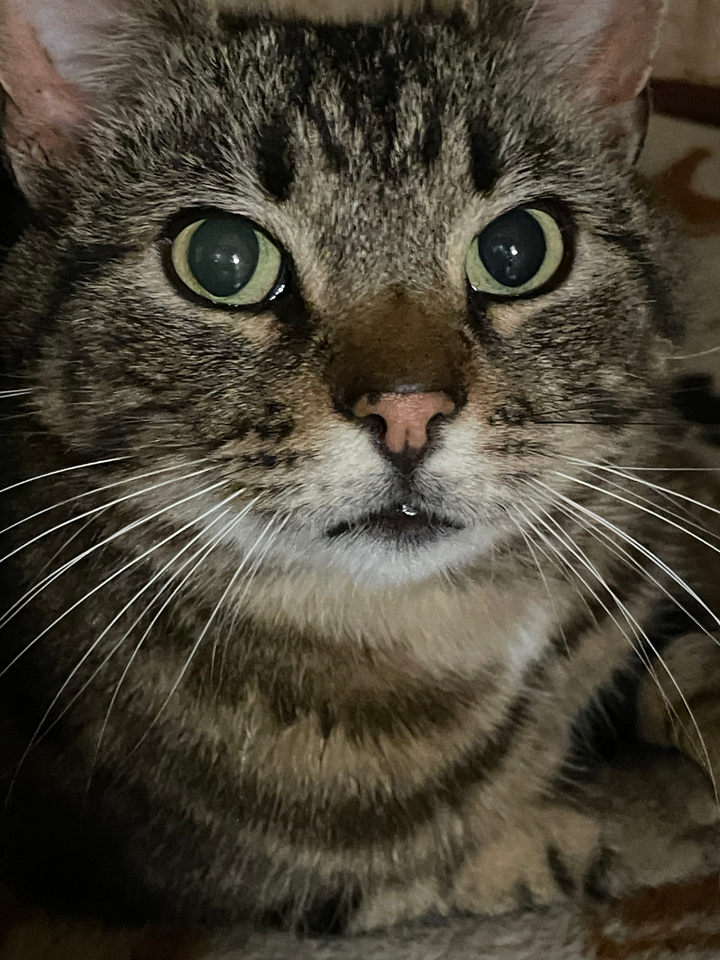 Rare Black Ericsson PH388 - UK EU GSM Brick Phone - 1998 (One2One) - 2G ...