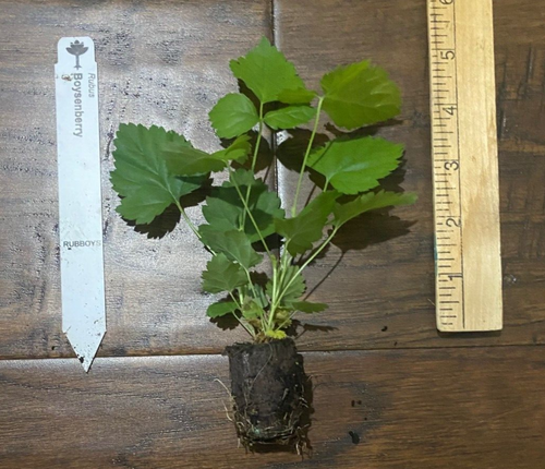 Boysenberry (Rubus ursinus) - Floricane - 1 TC Plant/Plug - 3-6 in ...