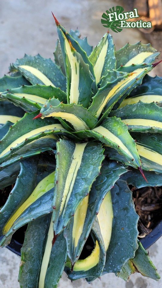 Swirly Agave - Agave Mediopicta Alba Swirly Sport - Compact Agave ...