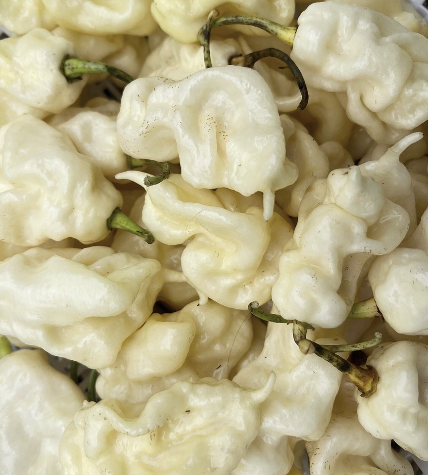 100 White Ghost Scorpion Superhot Pepper Seeds | eBay