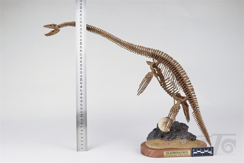 Elasmosaurus Skeleton Page 2 | Elasmosaurus Skeleton PSD, High Quality
