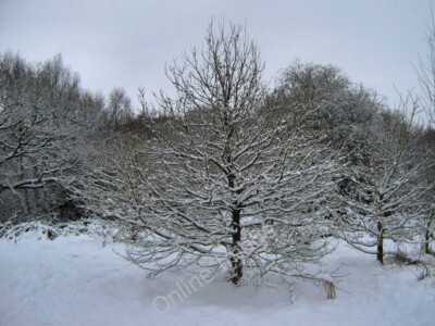 Photo 6x4 Snowy Oak Biddulph A particularly heavy fall of snow has ...