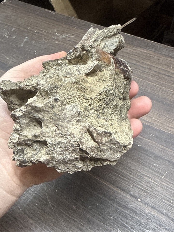 Unique Jaw Bone Fossil Specimen Unknown GIANT TOOTH? Or??? | eBay