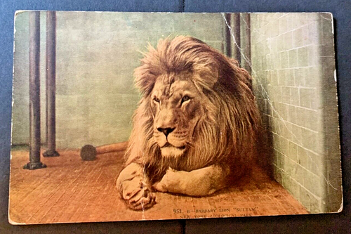 New York Zoological Park NYZP - VTG Postcard Bronx Zoo 951 - BARBARY ...