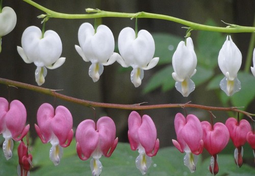 2-6 DICENTRA SPECTABILIS MIXED (BLEEDING HEART) BARE ROOT PERENNIAL ...