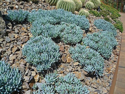 5X Senecio Dwarf Mini Baby Blue Chalk Sticks Curio Serpens 3" Cuttings ...
