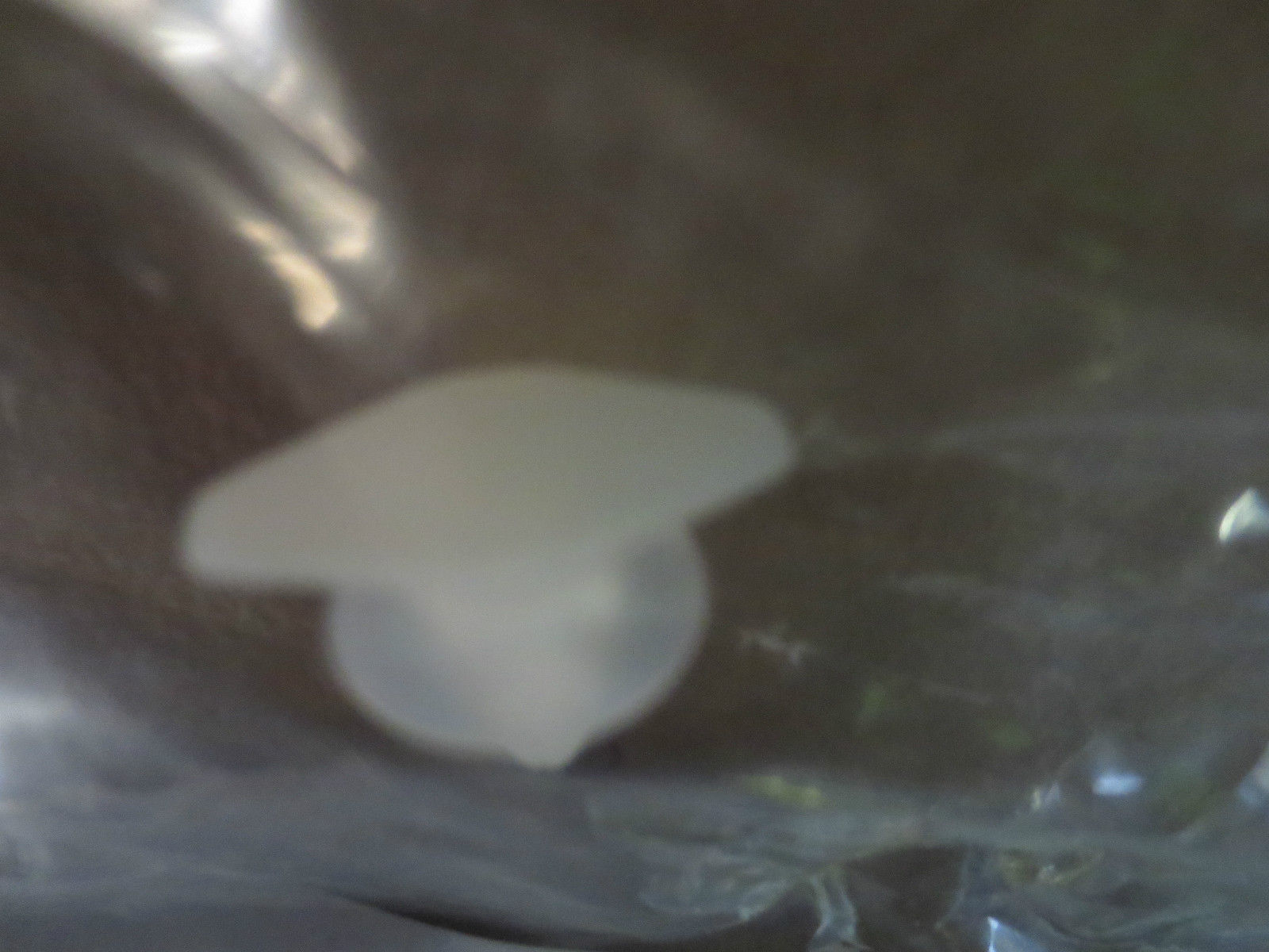 Vauxhall Opel Door Opening Weatherstrip Clip Retainer Part No 11611342 ...