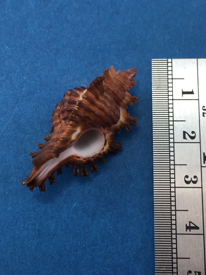 #42 35.7mm Chicoreus Strigatus Dived 20m Palawan Philippines Muricidae ...