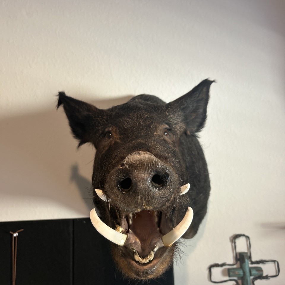AWESOME Wild Boar Shoulder Mount/ Pig / Hog/Taxidermy/Hunting Lodge ...