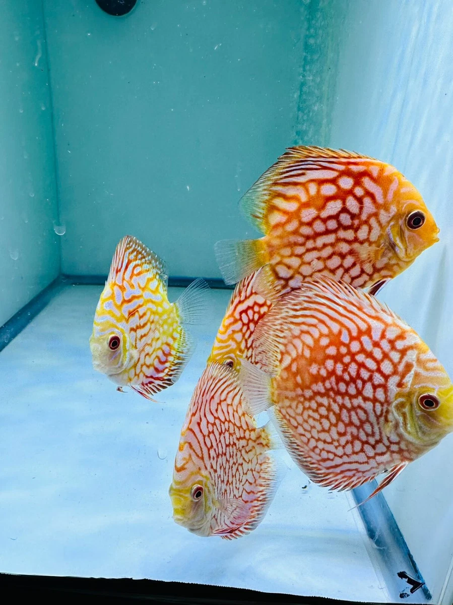 Checkerboard Discus