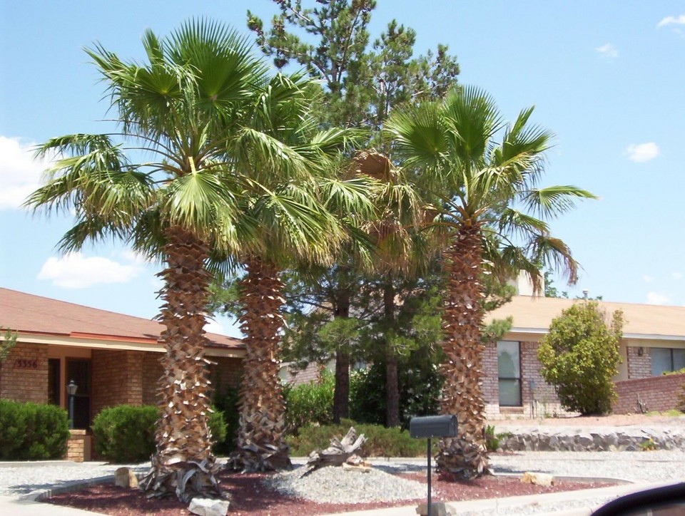 Mexican Fan Palm, Washingtonia robusta, Seeds (Easy, Fast, Edible ...