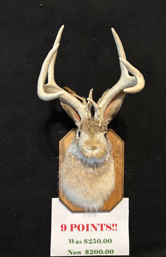 SALE 9 Pt. Jackalope REAL Antlers & Rabbit Home Decor Gifts Taxidermy ...