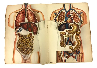 Vtg Humanoscope of Human Body Fishbein Cut-Out Edition Guts on Flaps in ...