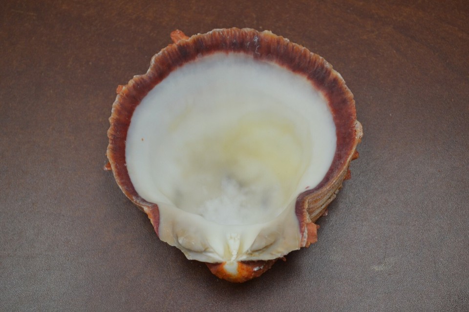 RAW ORANGE SPINY OYSTER CLAM SEA SHELL BEACH 4" - 5" | eBay