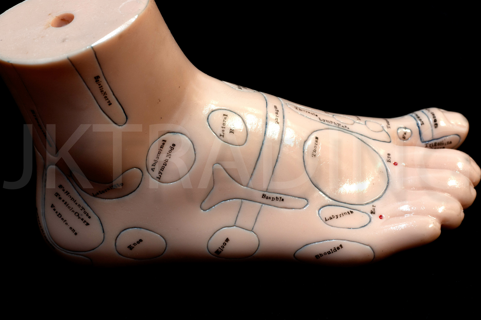 Human Foot Anatomy Model Human Skeleton Model for Massage Study 10 Yr ...