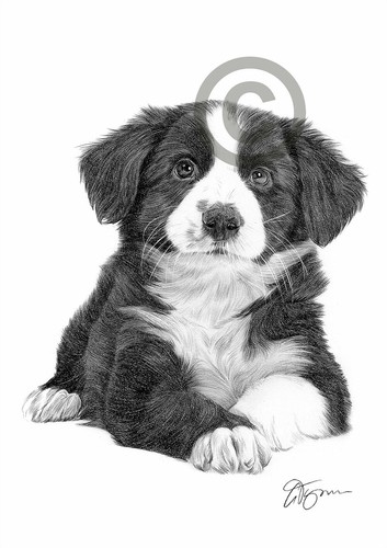 BORDER COLLIE PUPPY pencil drawing art print A4 only signed by artist ...