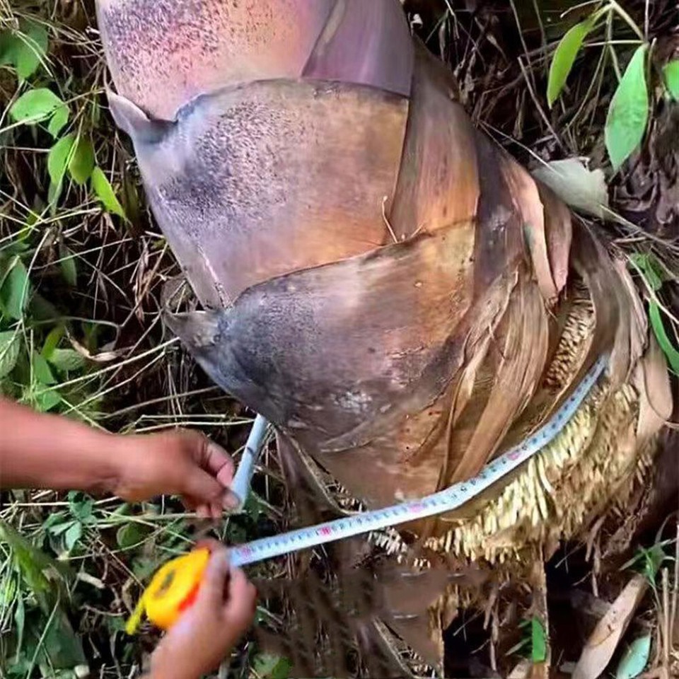 100 Giant Moso Bamboo Seeds Perennial evergreen Grows Edible Bamboo ...