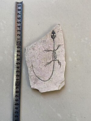 Unique Real AMPHIBIAN VERTEBRA NOTHOSAURIA JURASSIC Dragon Dinosaur ...