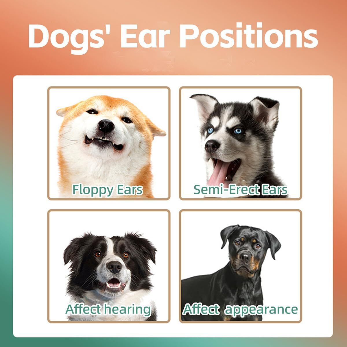 Dog Ear Posting Kit for Doberman Pinschers - Ear Stand Up Support Tool ...