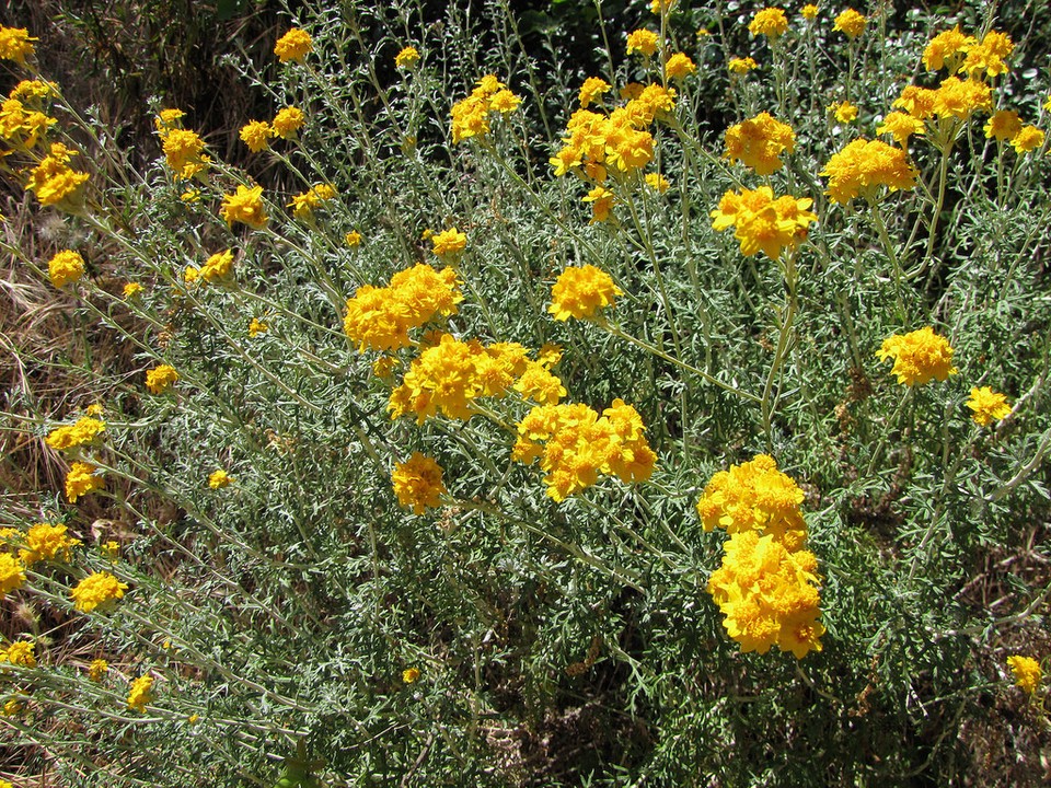 690 SEEDS - yarrow PERENNIAL GOLD - YELLOW flower GroCo* - BUY 15=SHIPS ...