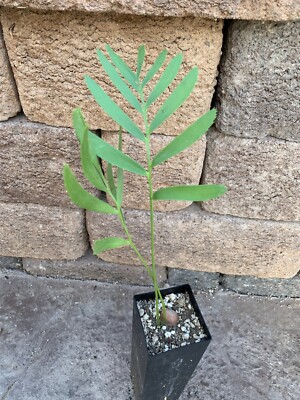 Encephalartos Eugene-Maraisii WATERBERG CYCAD Ice Blue Cycads Nursery ...