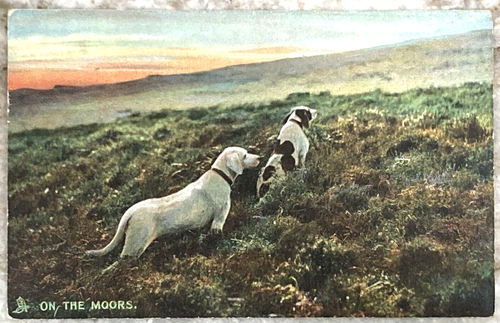 On The Moors Labrador & Spaniel Studies of Dogs Tuck & Son 1906 DB ...