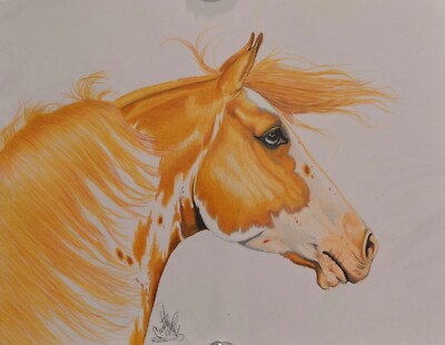 Palomino Pinto Color Pencil Original Drawing Signed by Artist | eBay