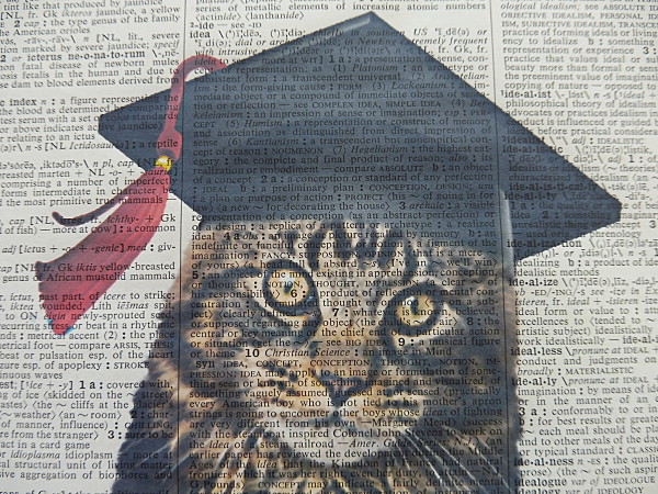 Funny Images Of Cats With Esp - Infoupdate.org