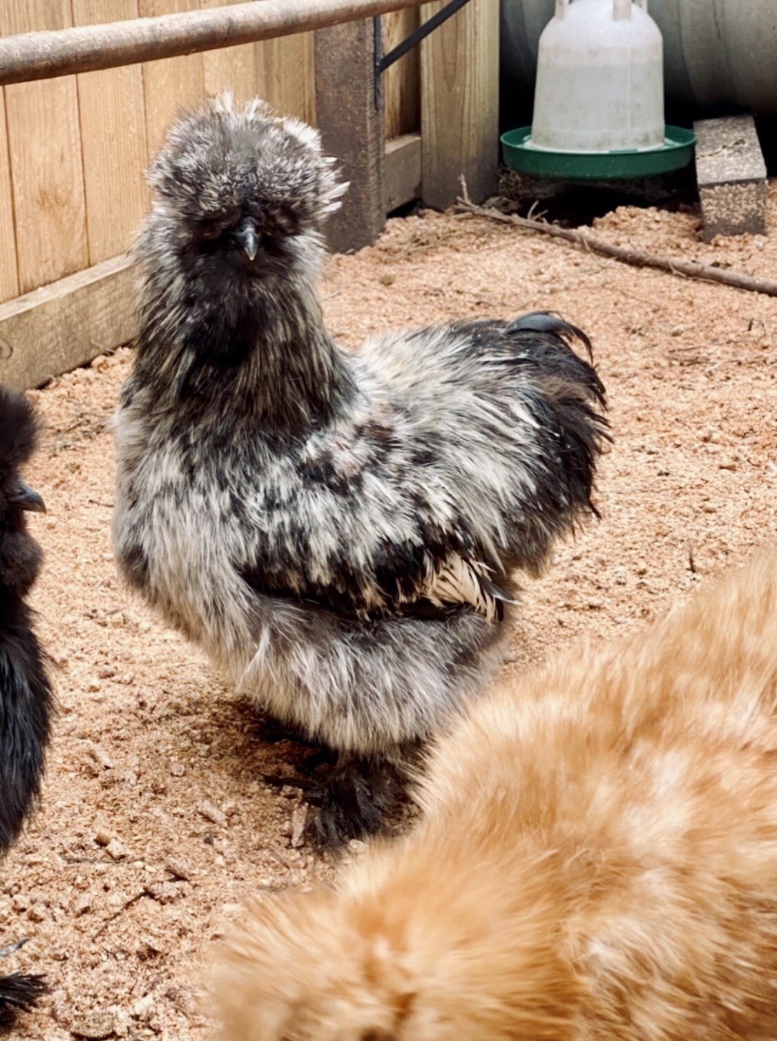 6 Bearded/Crested Show Quality Silkie & Showgirl chicken hatching eggs ...
