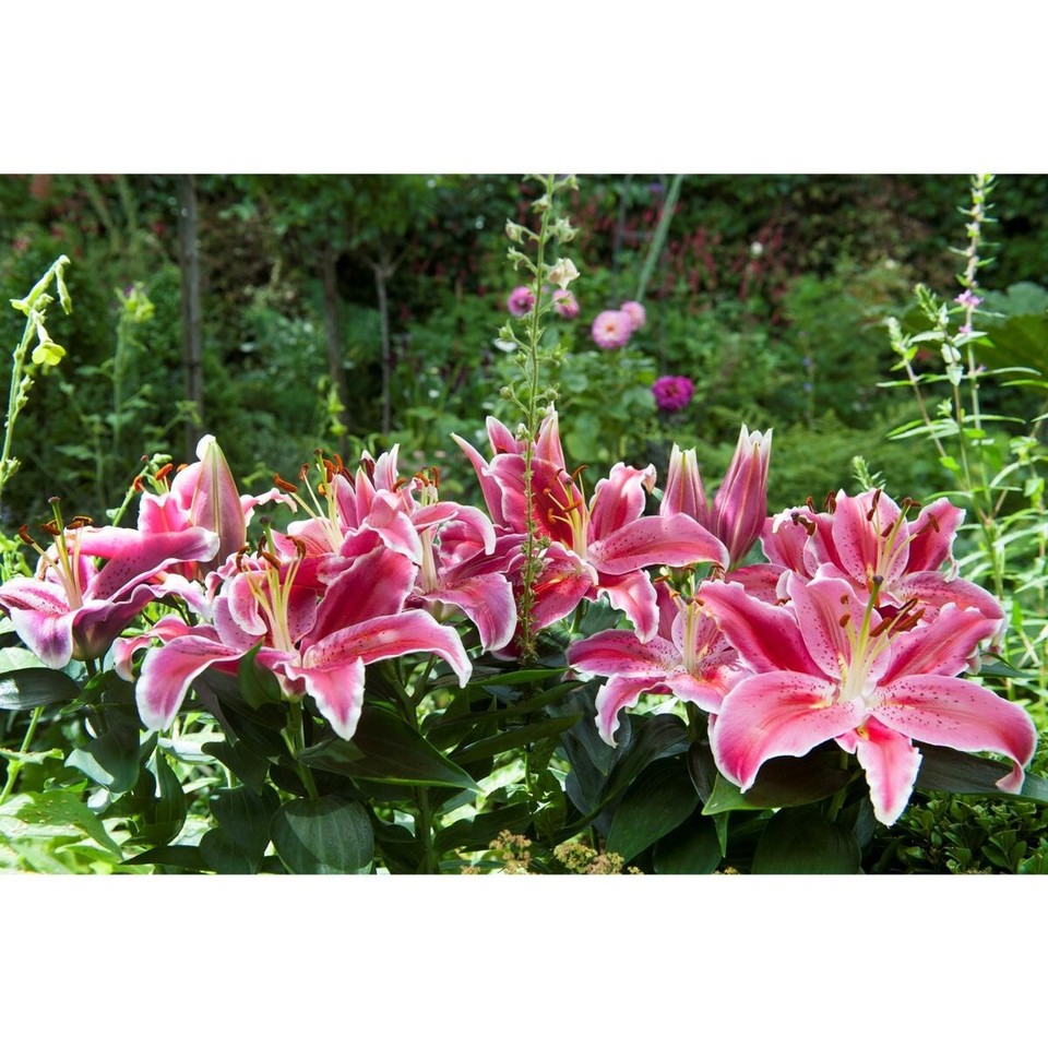 Stargazer Oriental Lily Flower Bulbs - 1 Bulbs Per Pack USA | eBay