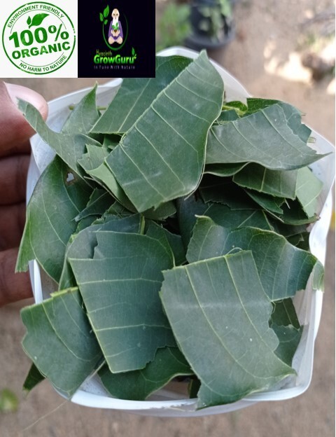 Ceylon Natural Premium Quality Fresh Dried Mango(Aba) Leaves Mangifera ...