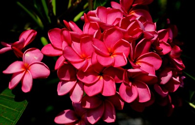 8000966 rote Plumeria Rubra Seeds 1 Samen Frangipani rot | eBay