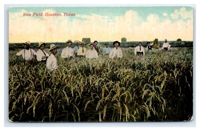 HOUSTON, TX Postcard- RICE FIELD HOUSTON | eBay