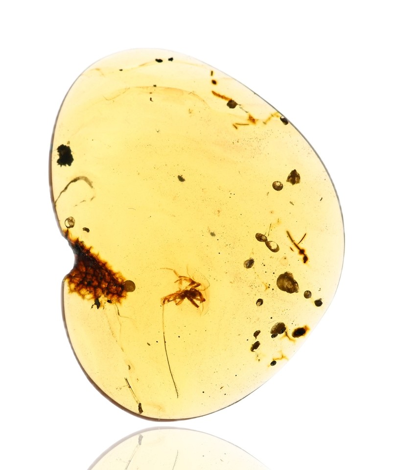 Excessively Rare Chimerarachne yingi, Fossil insect inclusion in ...