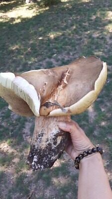 Premium Boletus Edulis Porcini Powder 100 g High-Quality Ingredient for ...