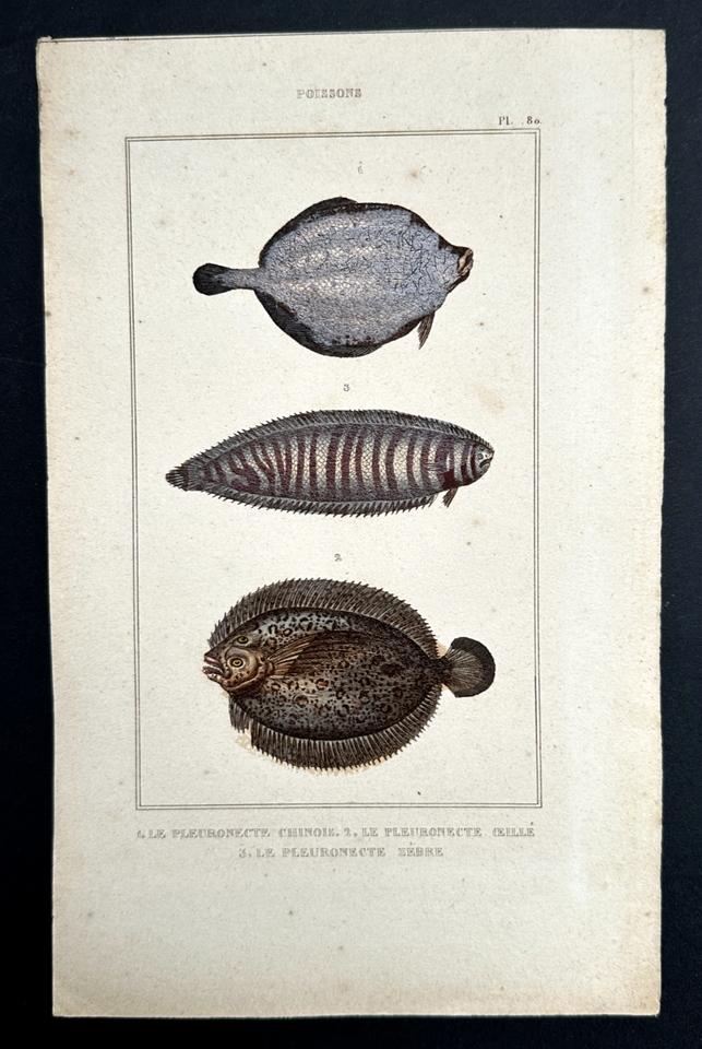 Rare Engraving Fish 19th Colored Deck Hand Zoology Fish | eBay UK