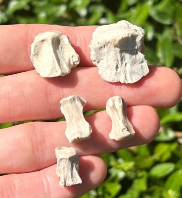 Fossil Oligocene Mammal Vertebrae Collection Lot White River Brule ...