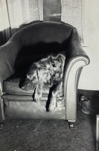 Irish Setter Dog Resting In Leather Chair B&W Photograph 3.5 x 5 | eBay