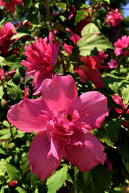 ROSE OF SHARON Hibiscus syriacus 'Lucy' LIVE PLANT 12 - 16 INCHES | eBay