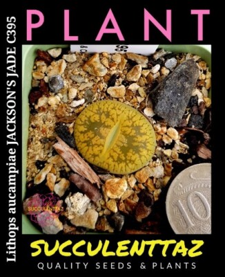 Lithops aucampiae JACKSON'S JADE C395 LIVING STONE SPLIT ROCK succulent ...