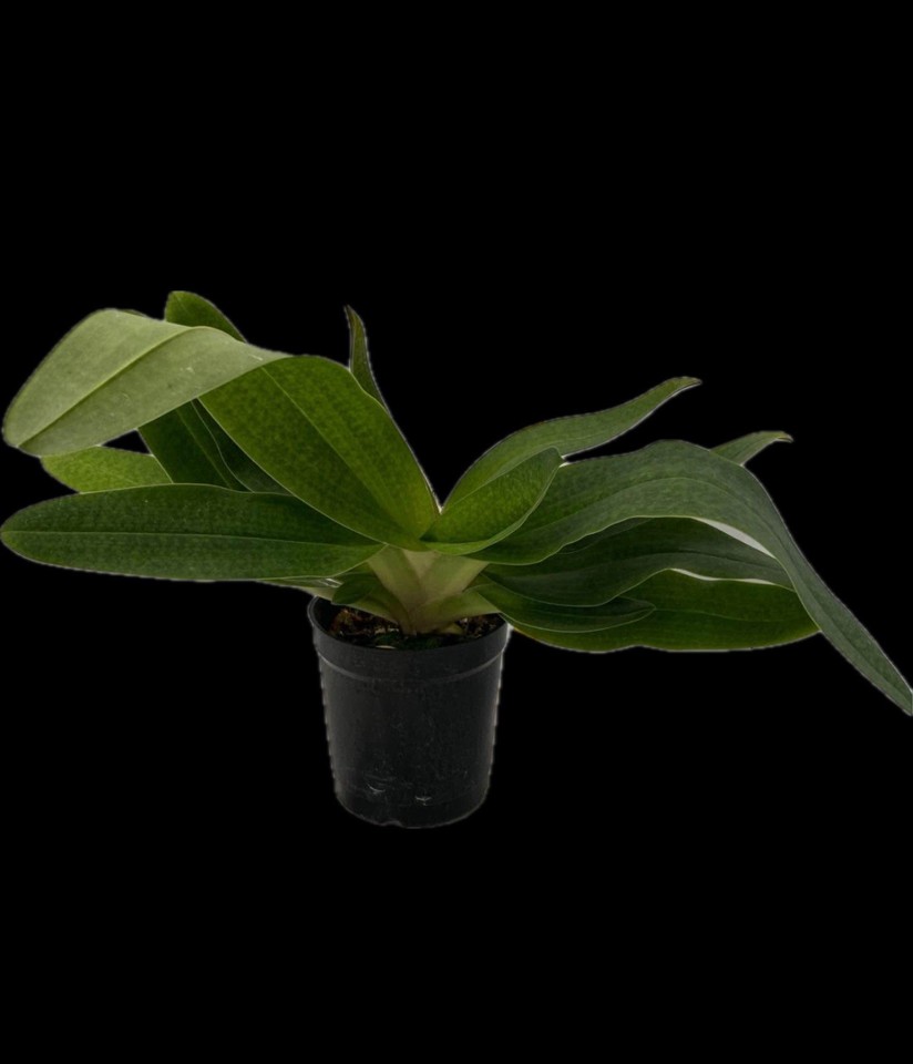 Paphiopedilum Dr. Toot (delentaii x kolopakingii) Paph Orchid Plant | eBay